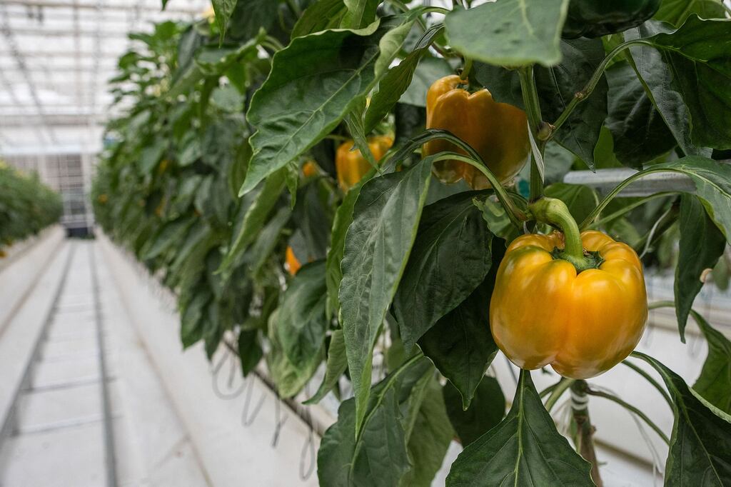 China reins in rural 'enforcers' amid outcry over backyard vegetable ...