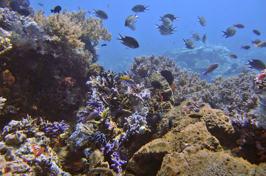 South China Sea coral reefs under severe threat: report – Radio Free Asia