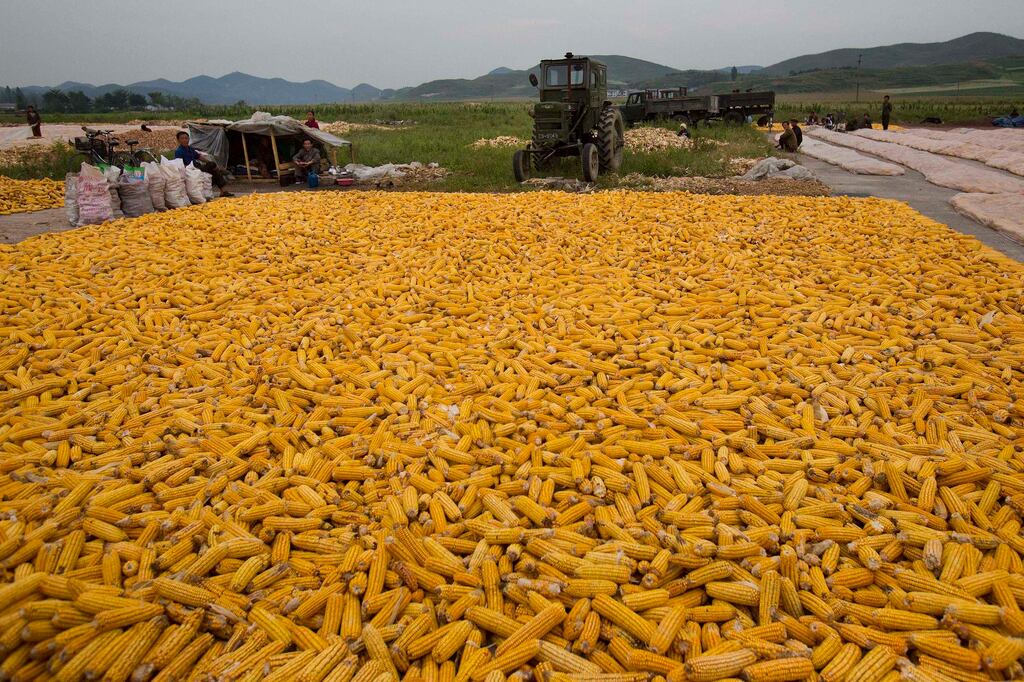 North Korea ‘mobilizes’ students to fight yearly ‘corn battle’ – Radio ...