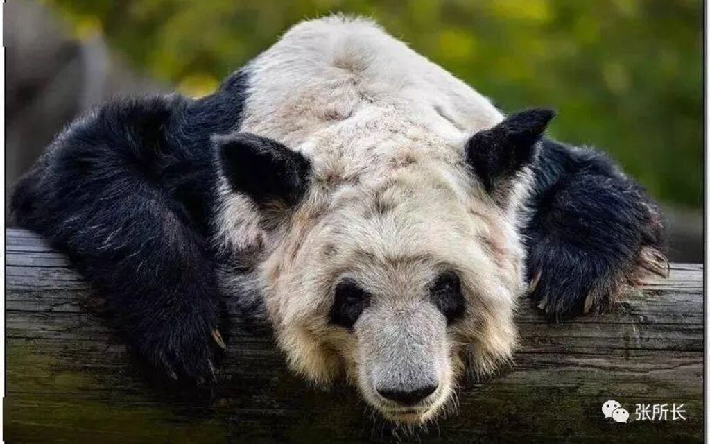 Did Memphis Zoo officials hurt two pandas there? – Radio Free Asia