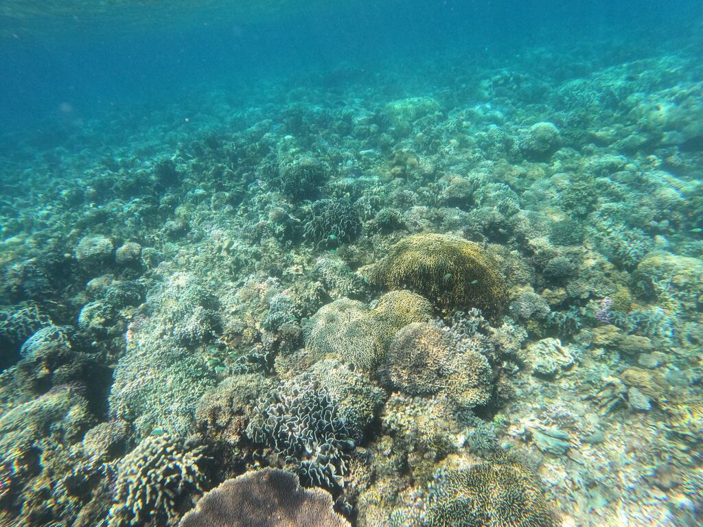 Timor-Leste island boasts ‘most biodiverse’ reefs despite climate ...