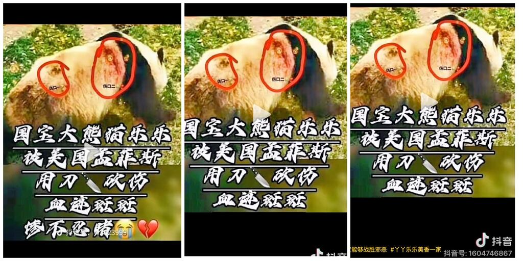 Did Memphis Zoo officials hurt two pandas there? – Radio Free Asia