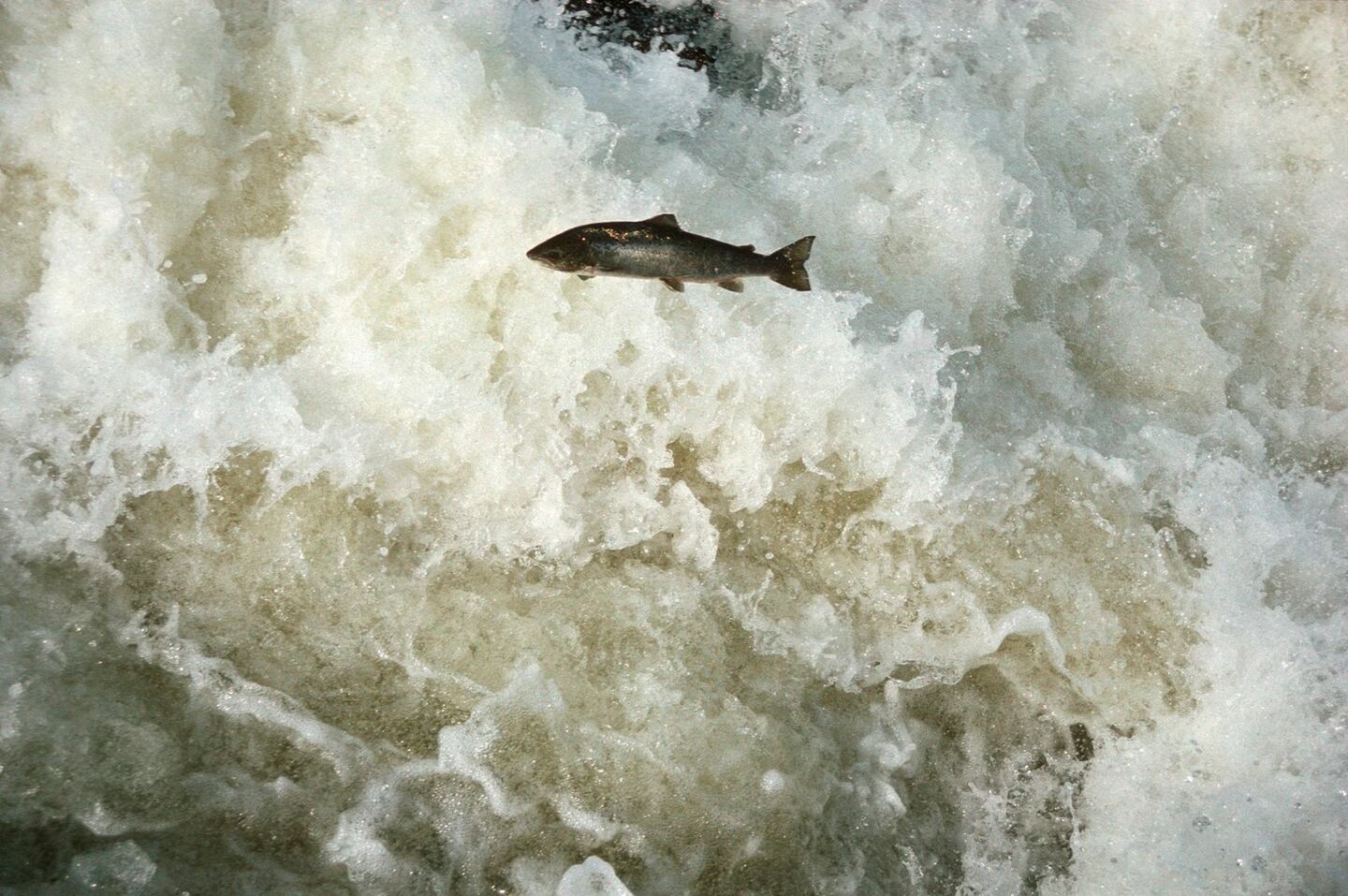 Indonesian stingray marks first marine fish extinction on IUCN Red List ...
