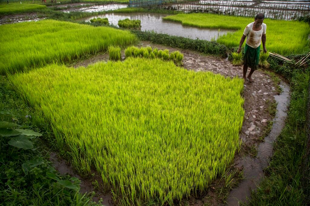 In Philippines, researchers engineer rice varieties to adapt to changing climate – Radio Free Asia