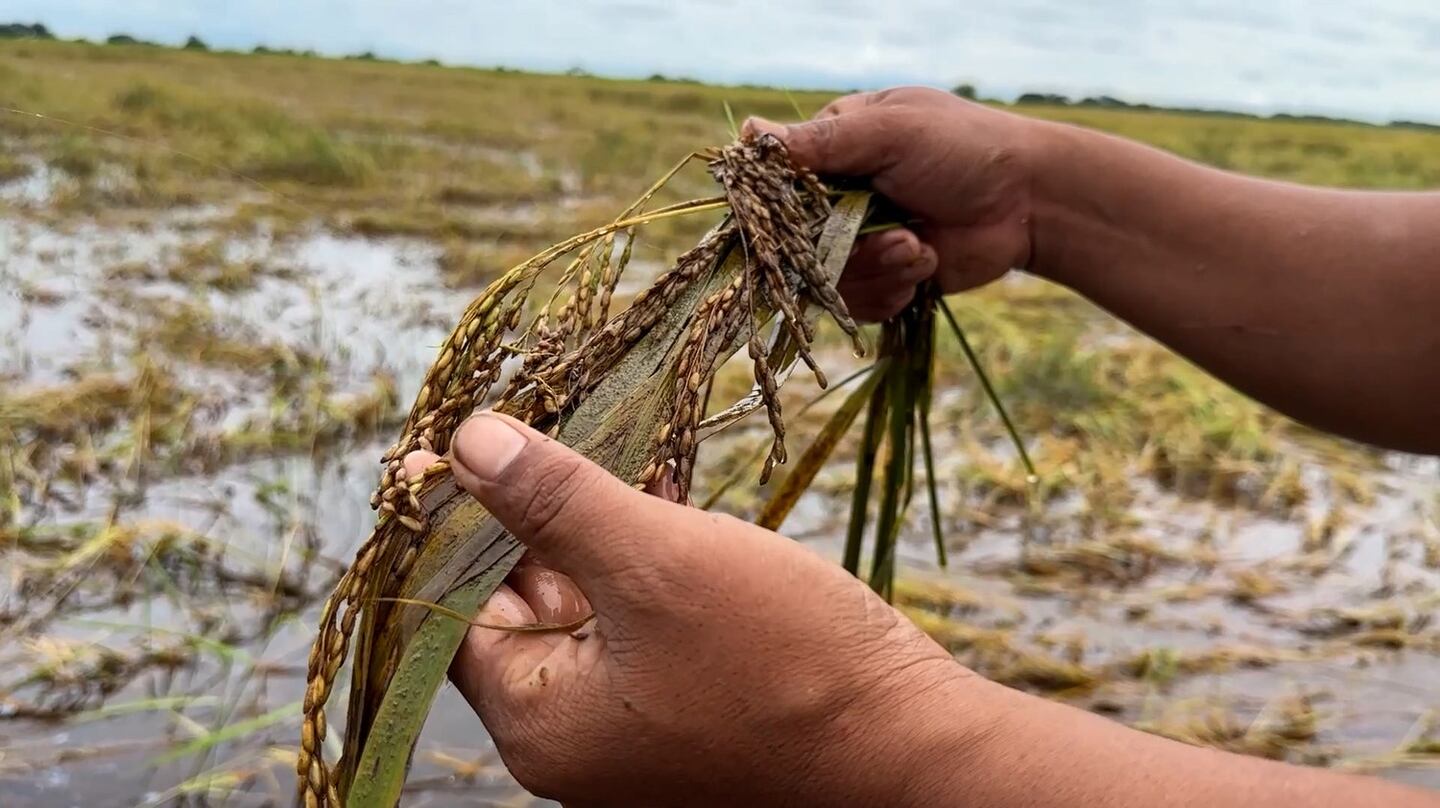 Rice harvest devastated by flooding in Myanmar’s Bago region – Radio ...