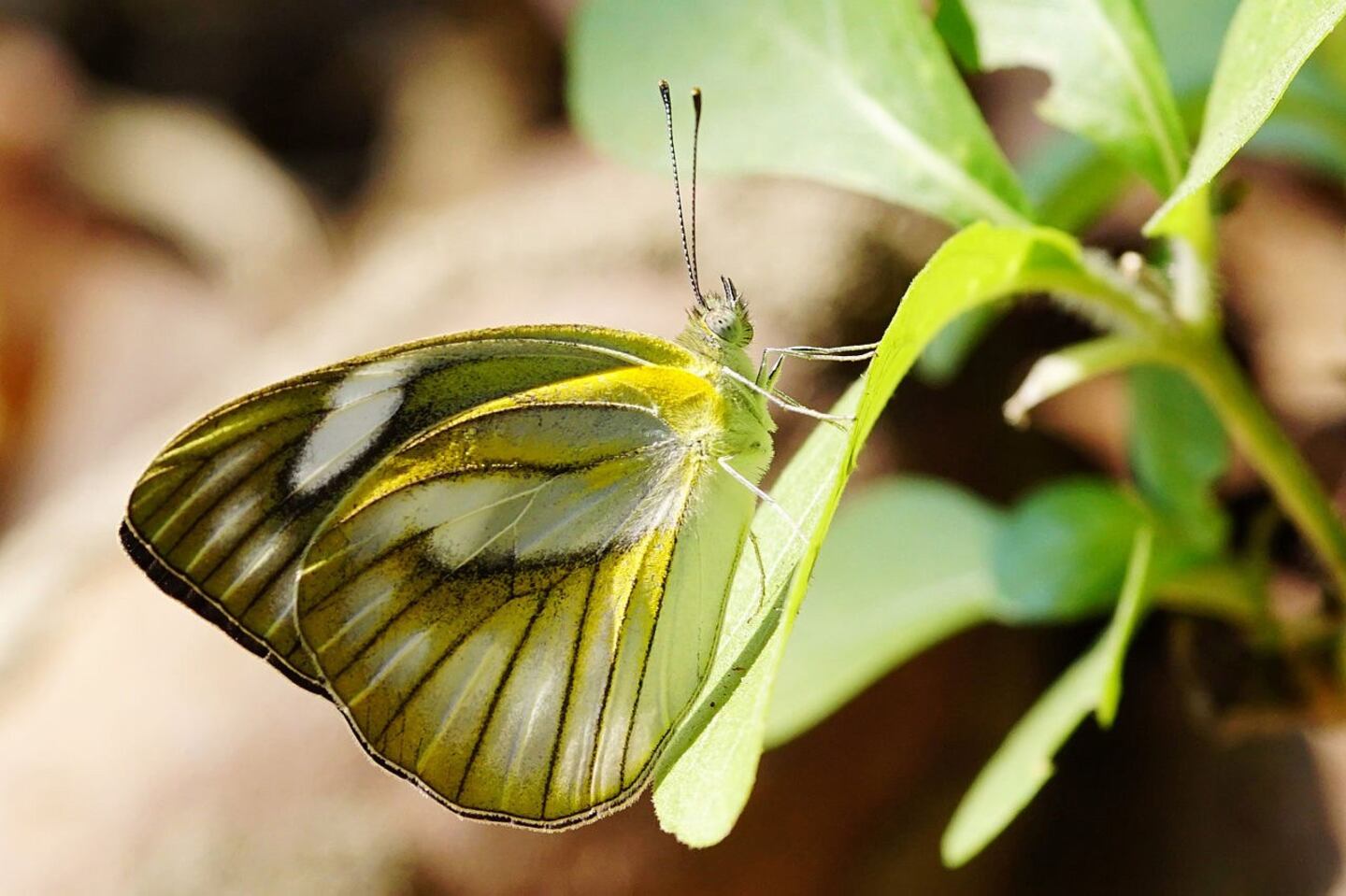 The butterfly effect: tropical butterflies spread as monarchs dwindle ...